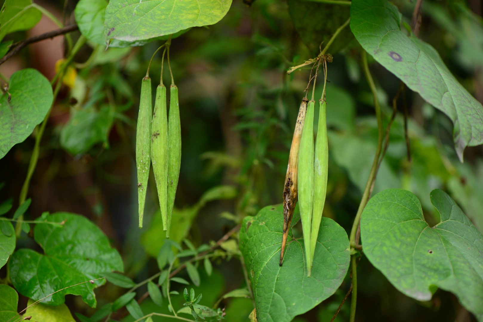 Heart-leaf swallow-wort (Cynanchum auriculatum) Flower, Leaf, Care ...