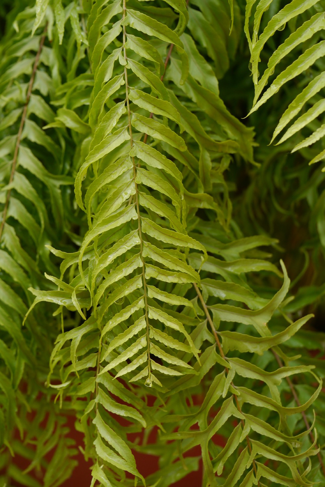 Nephrolepis falcata - PictureThis