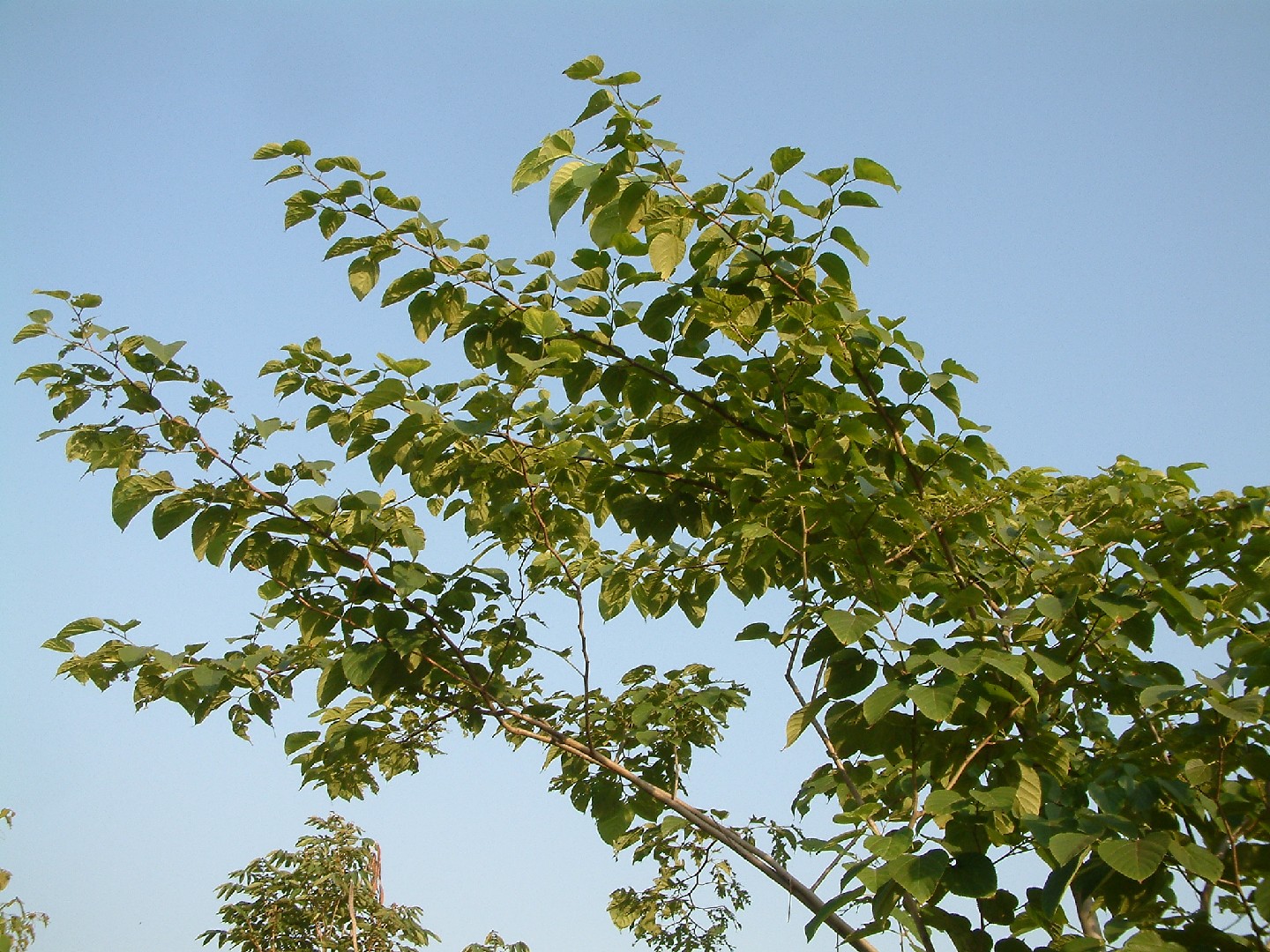 PictureThis - Morus macroura