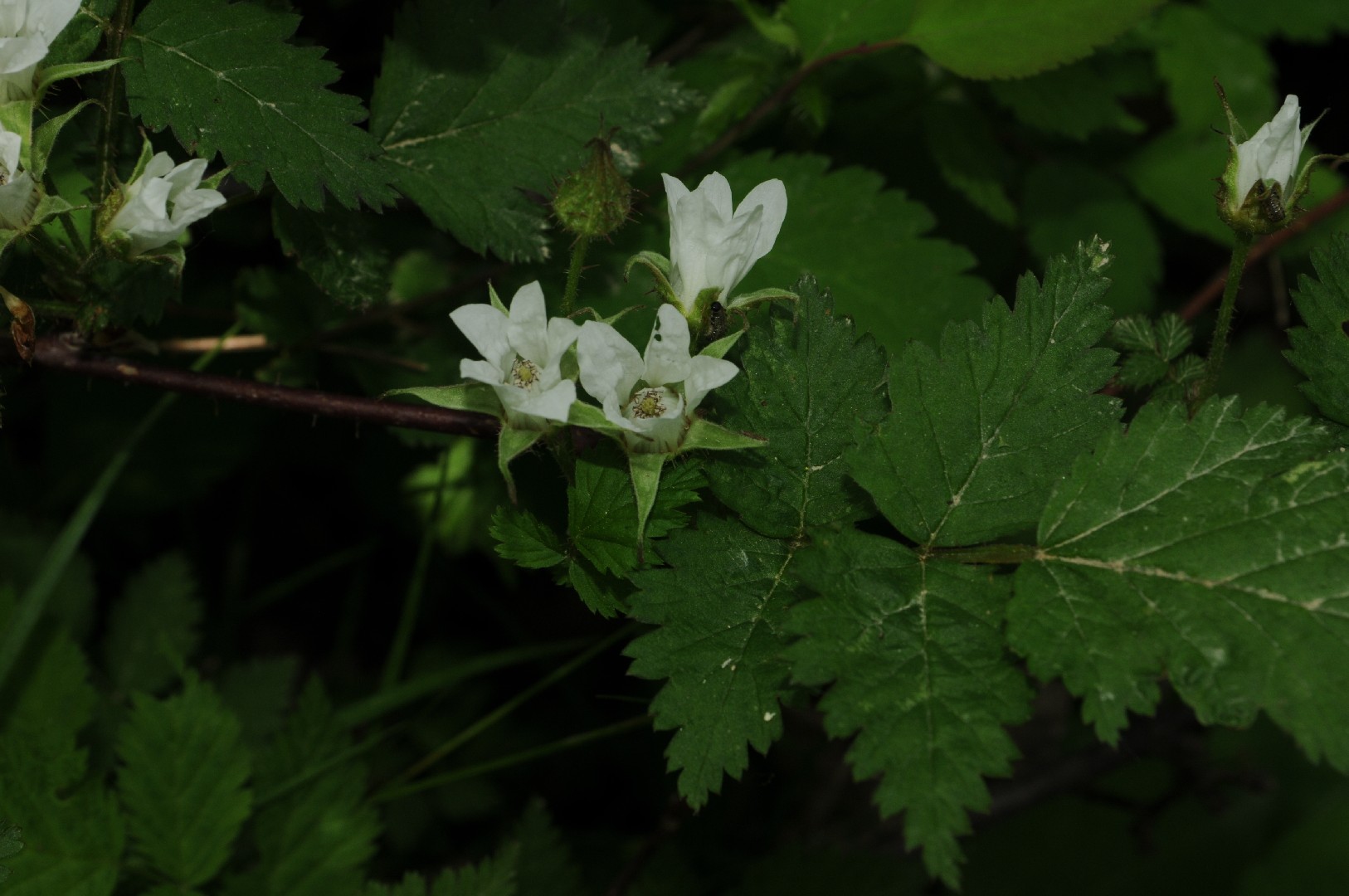 Rubus amabilis - PictureThis