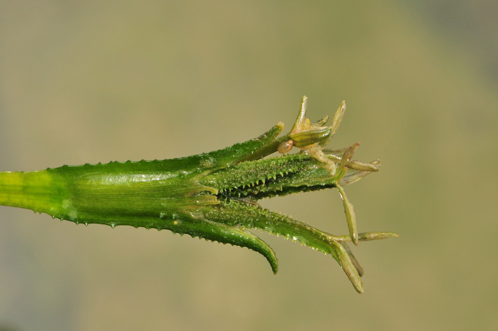 Ottelia acuminata 照顧，種植，繁殖，開花時間 - PictureThis