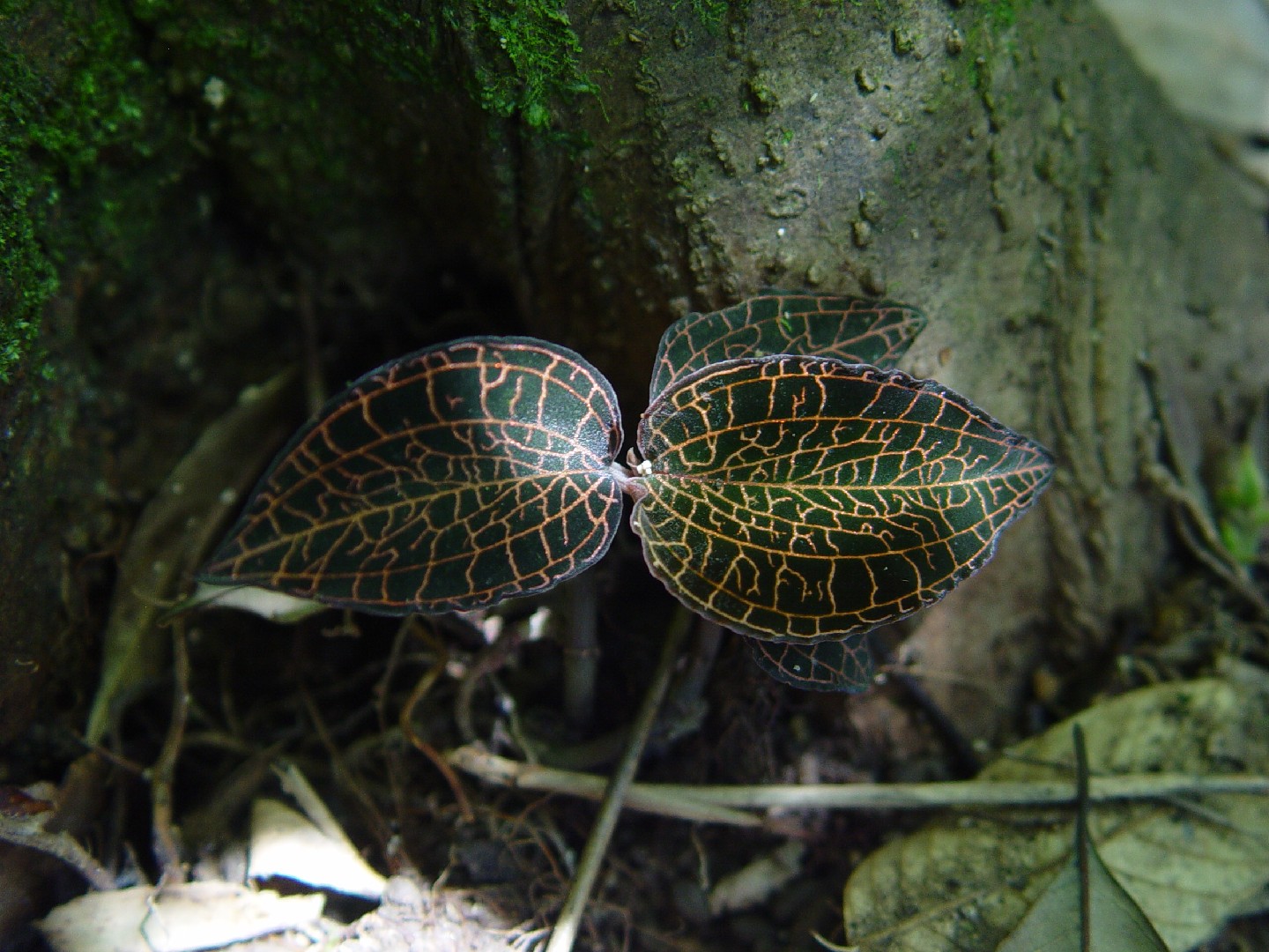 Anoectochilus roxburghii - PictureThis