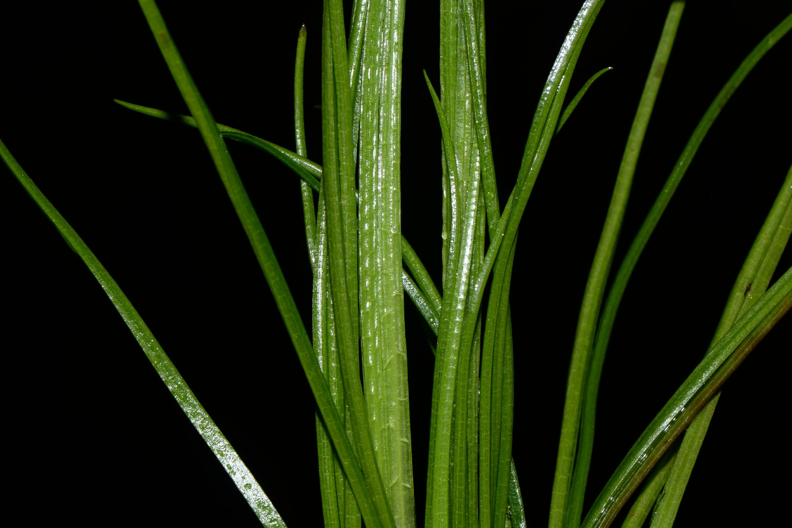 Quillwort (Isoetaceae) Flower, Leaf, Care, Uses - PictureThis