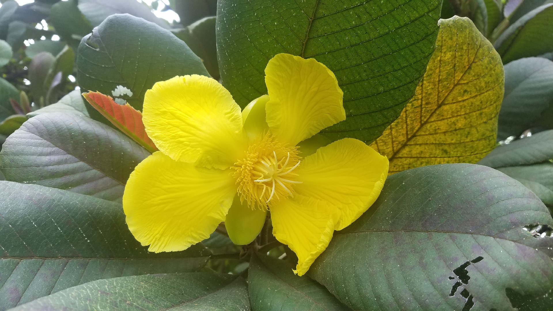Dillenia turbinata - PictureThis