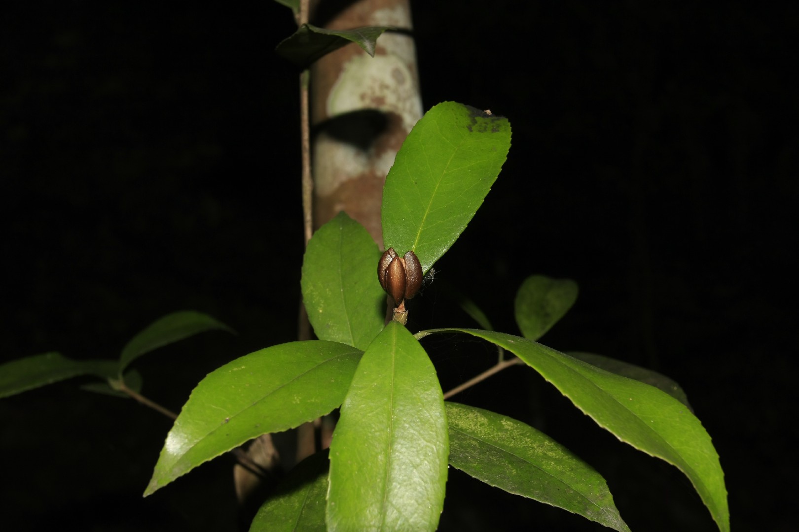 Pyrenaria Flower, Leaf, Care, Uses - PictureThis