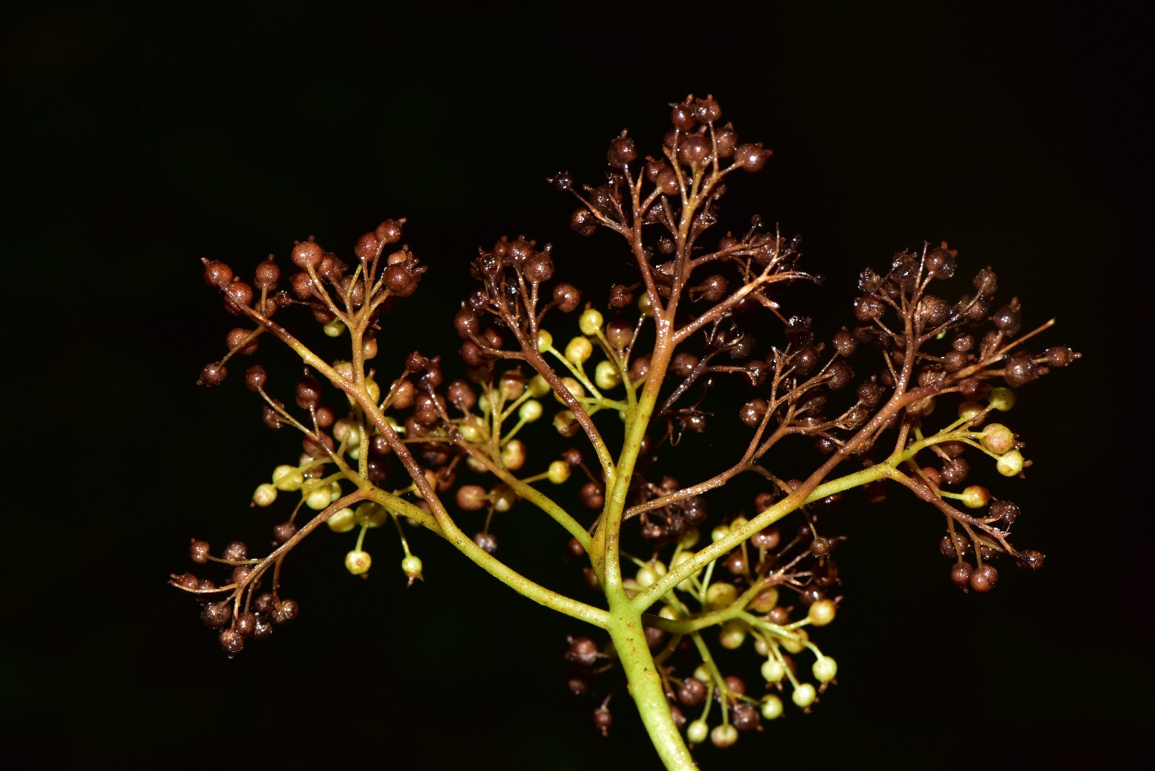 Hydrangea longipes Flower, Leaf, Care, Uses - PictureThis