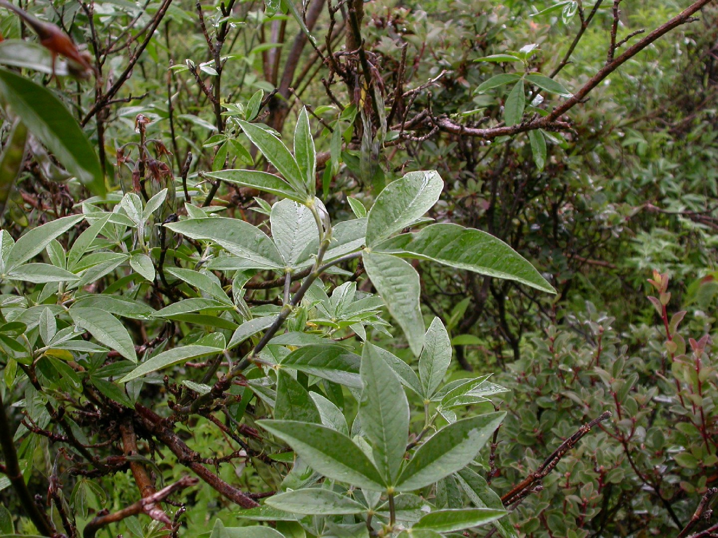 Piptanthus concolor - PictureThis