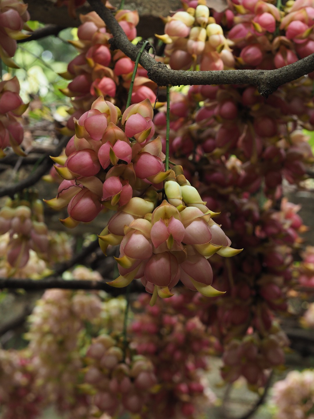 Mucuna macrocarpa - PictureThis