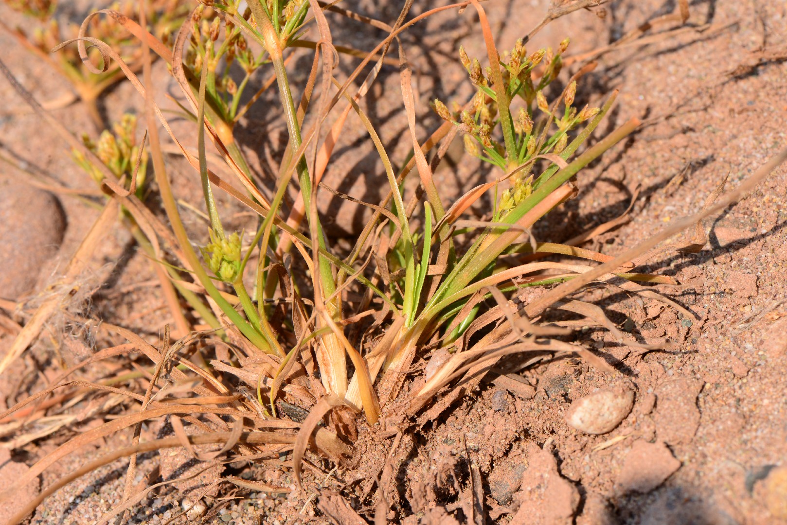 Forked fimbry (Fimbristylis dichotoma) Flower, Leaf, Care, Uses ...
