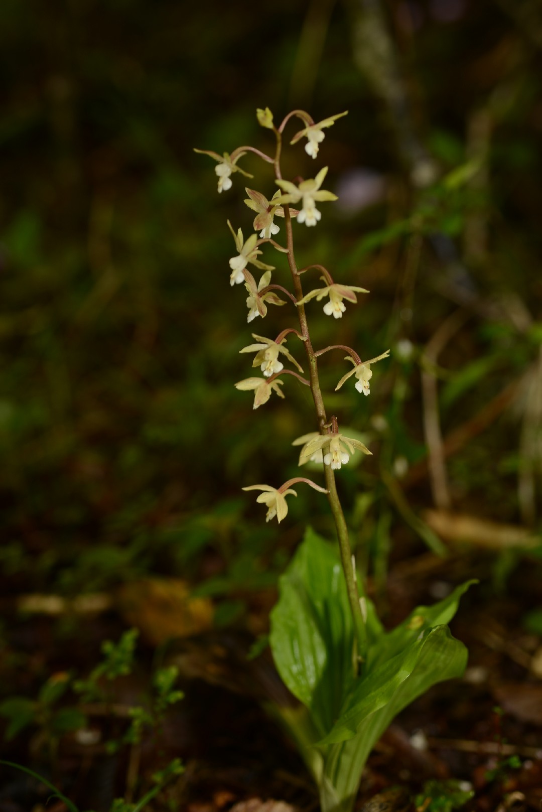 Graceful flowered calanthe (Calanthe graciliflora) Flower, Leaf, Care ...