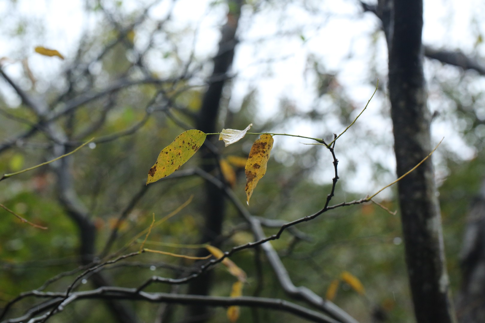 How to Plant and Grow Cladrastis wilsonii(Cladrastis wilsonii)