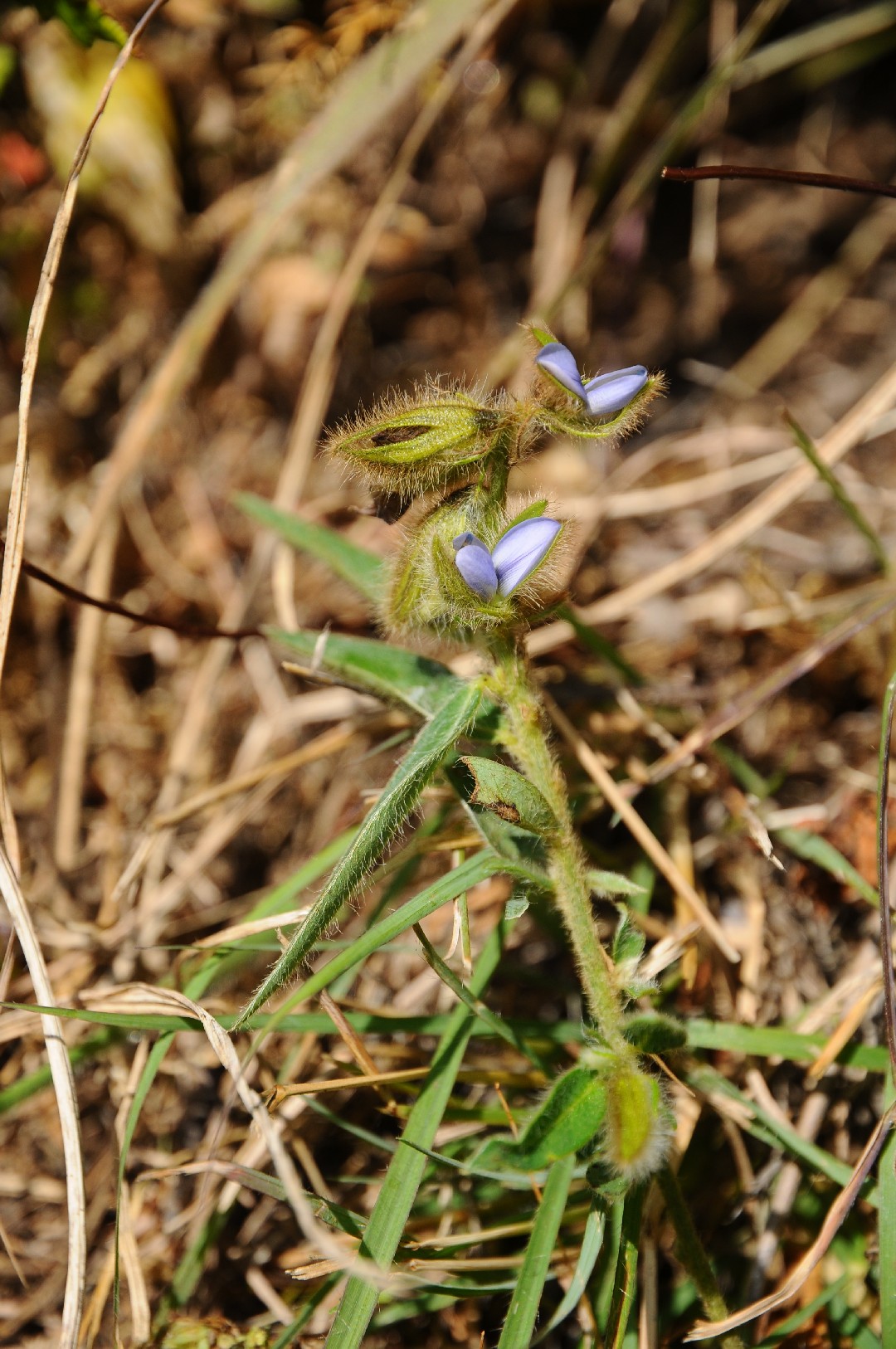 Silky-haired rattlepod (Crotalaria calycina) Flower, Leaf, Care, Uses ...