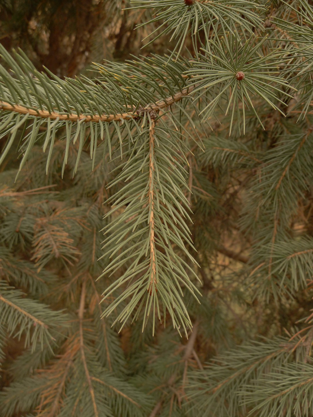 🌿 How to Transplant Morinda spruce? (Ideal time, Methods, and Post Care)