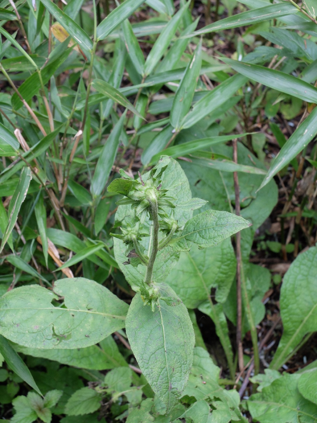 carpesium Care (Watering, Fertilize, Pruning, Propagation) - PictureThis