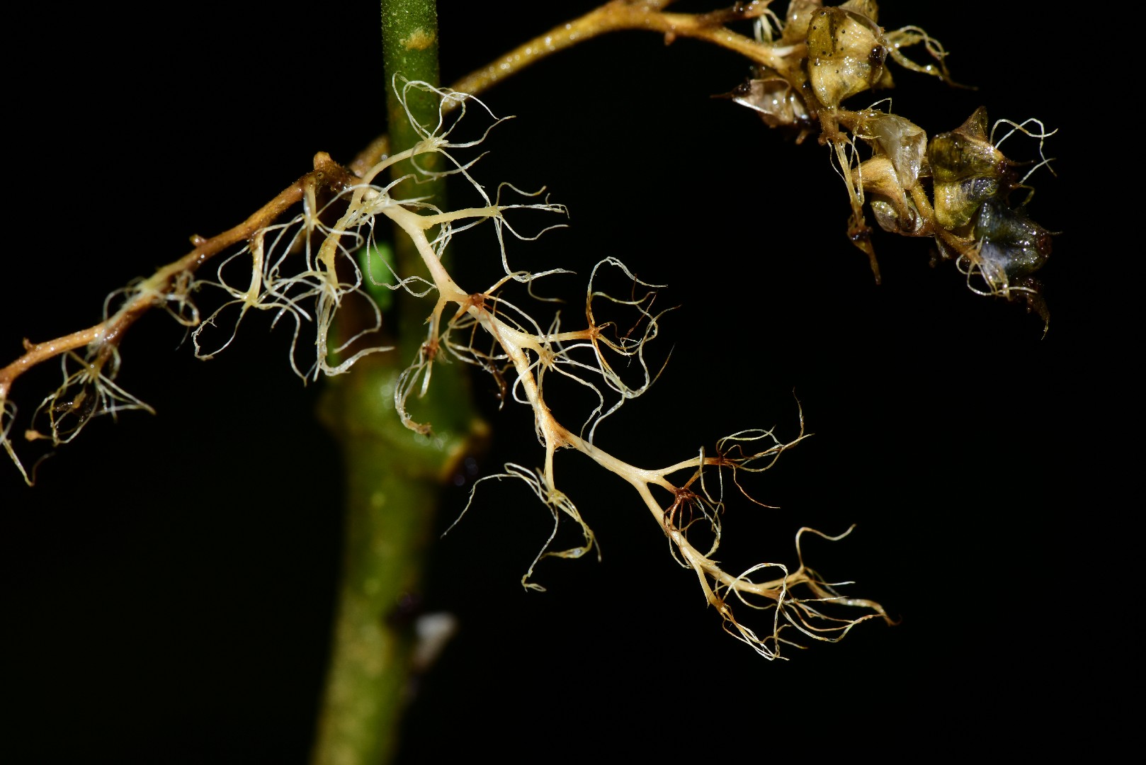 Carlemannia Care (Watering, Fertilize, Pruning, Propagation) - PictureThis