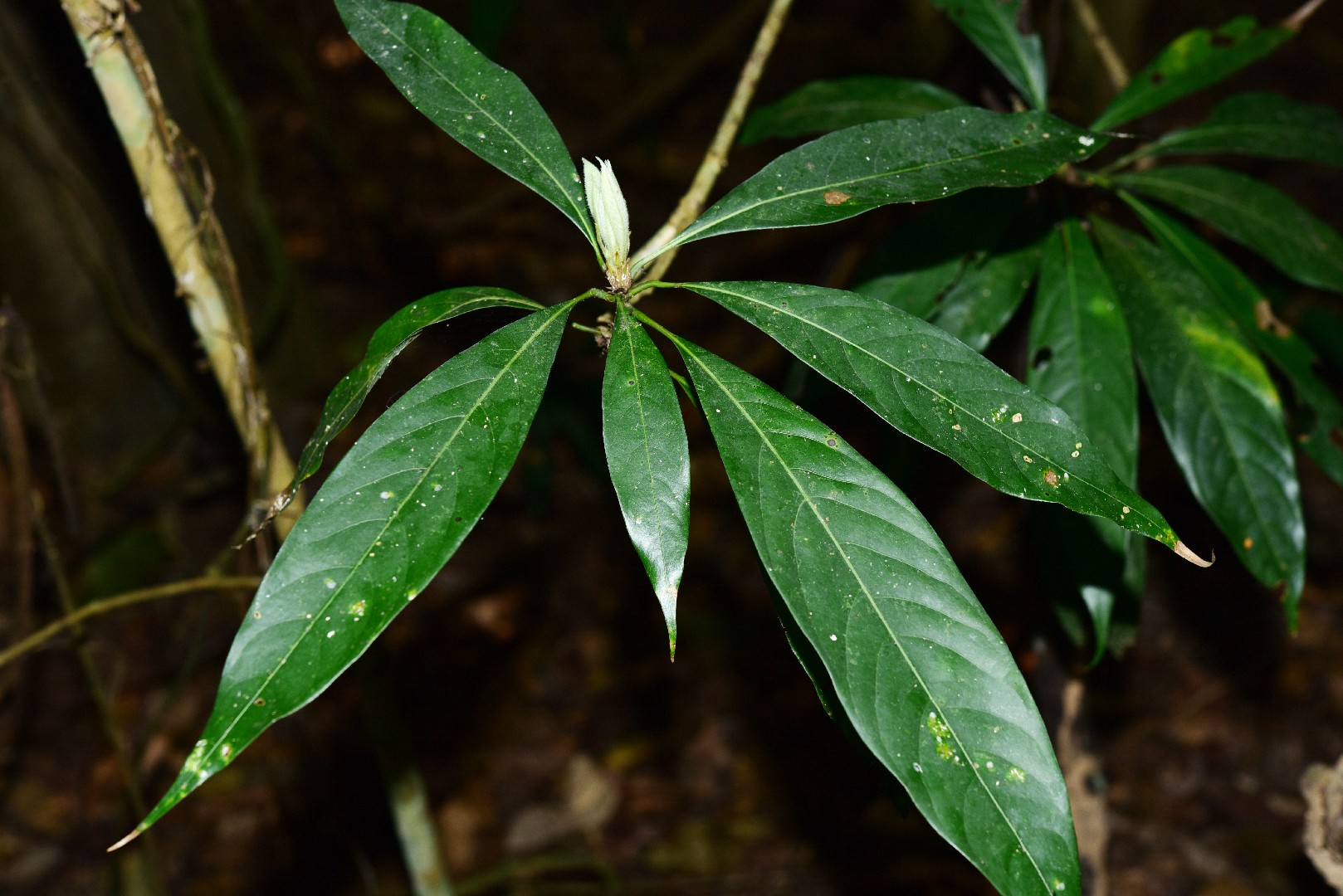 Phoebe Care (Watering, Fertilize, Pruning, Propagation) - PictureThis