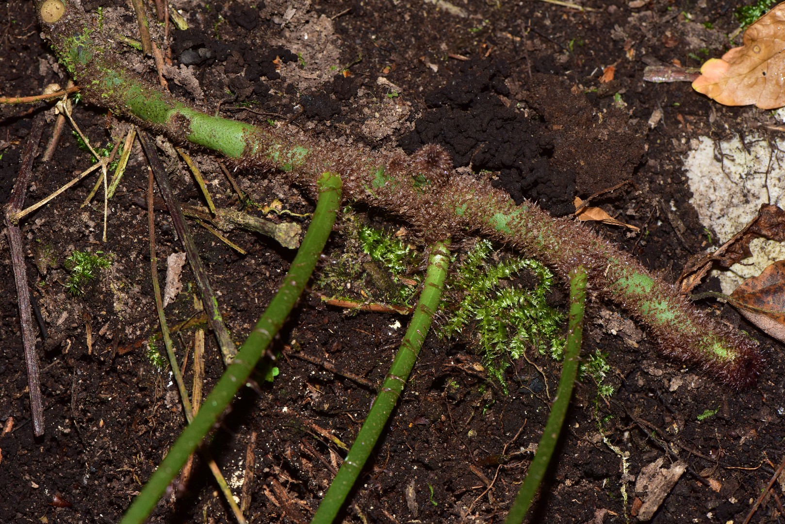 Goniophlebium Care (Watering, Fertilize, Pruning, Propagation ...