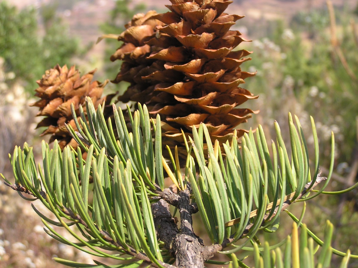Keteleeria Flower, Leaf, Care, Uses - PictureThis