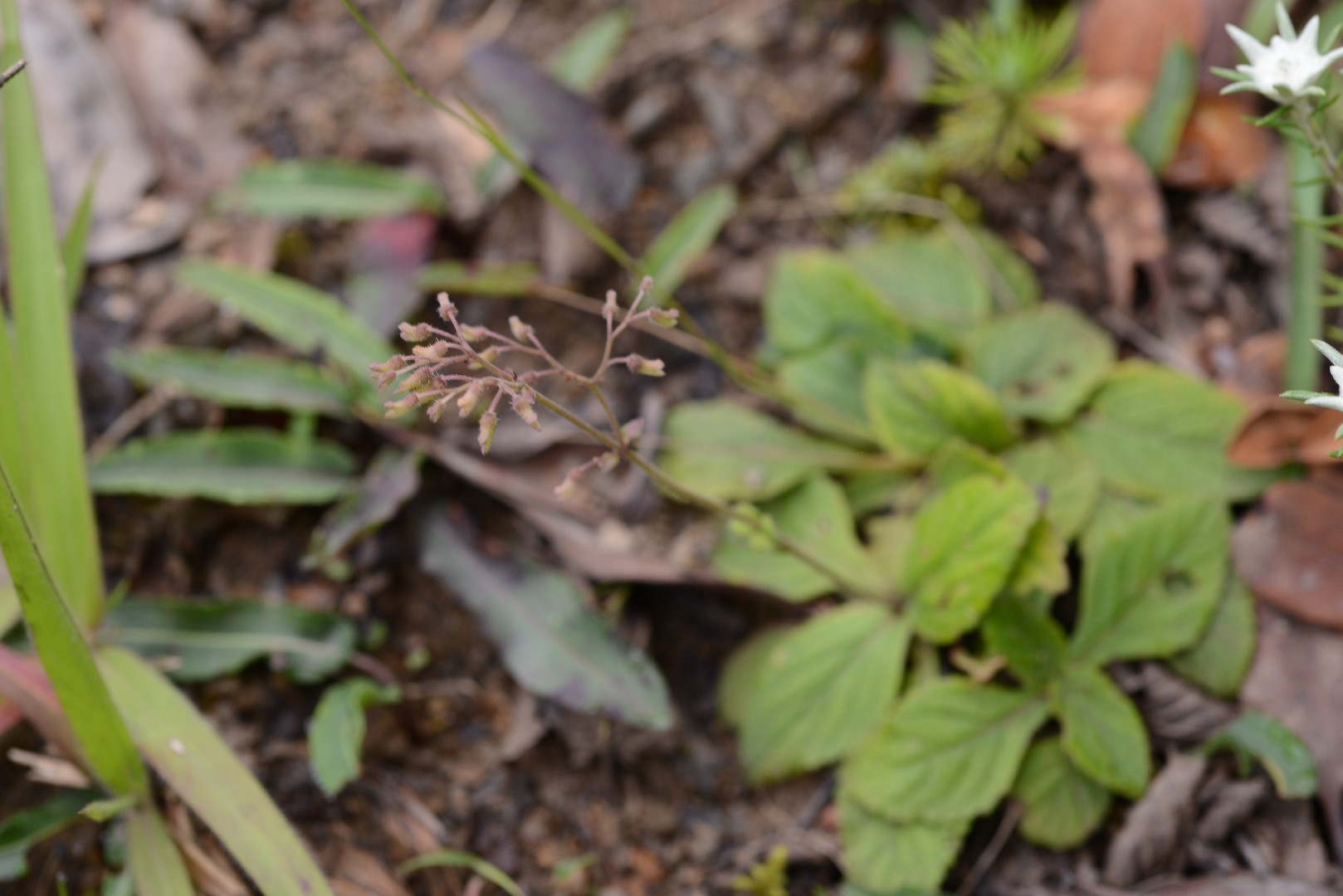 Orthosiphon Flower, Leaf, Care, Uses - PictureThis