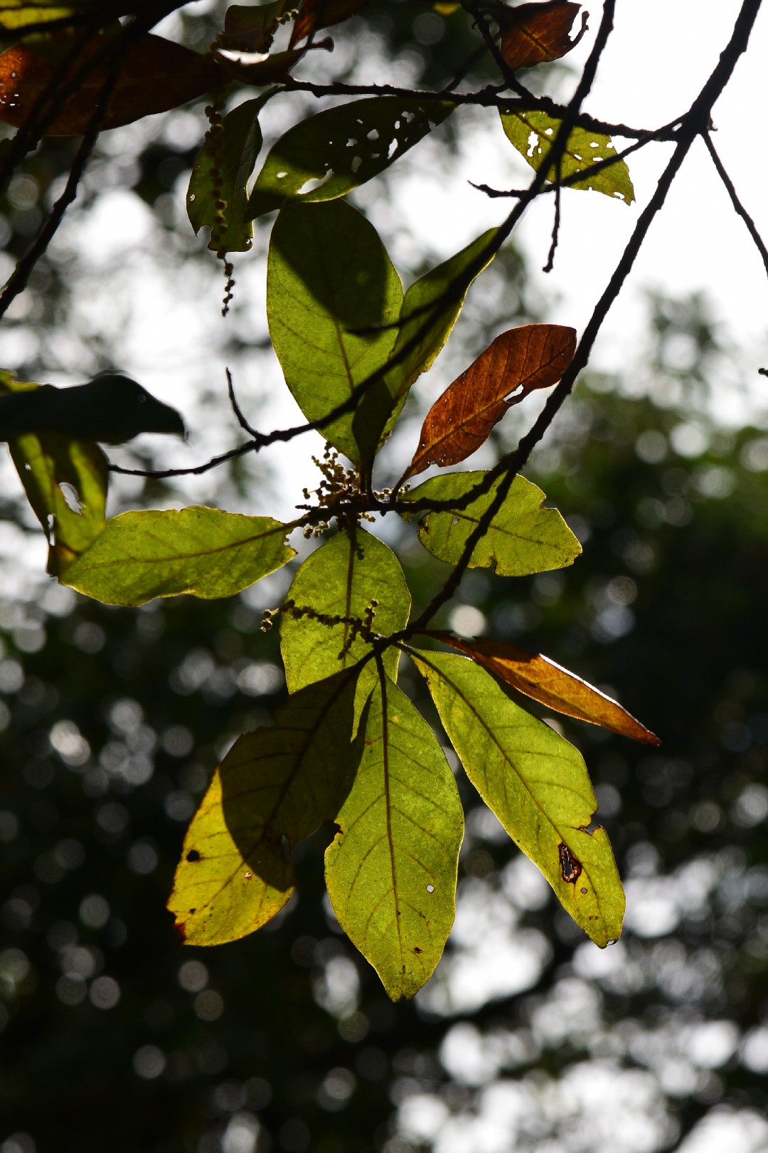 Trigonobalanus doichangensis - PictureThis