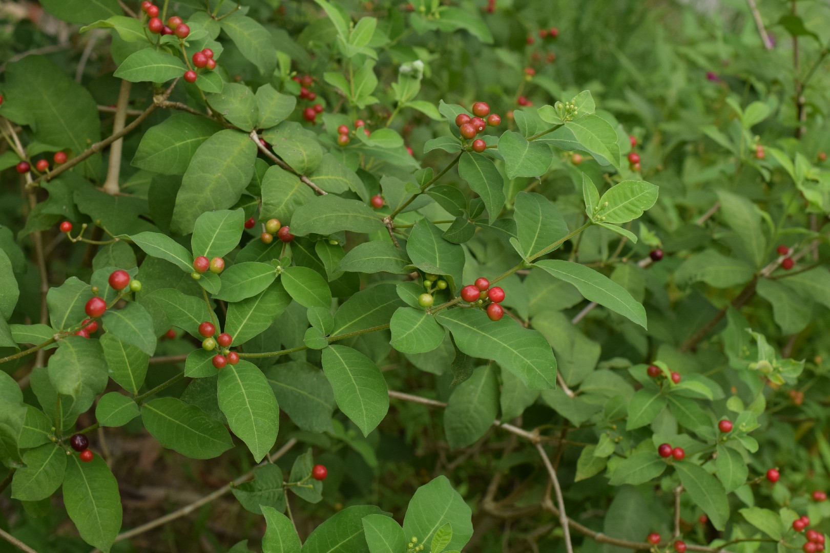 Vierblättriger teufelspfeffer (Rauvolfia tetraphylla) - PictureThis