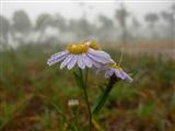 コヨメナ (Aster indicus) 花言葉，毒性，よくある質問 - PictureThis