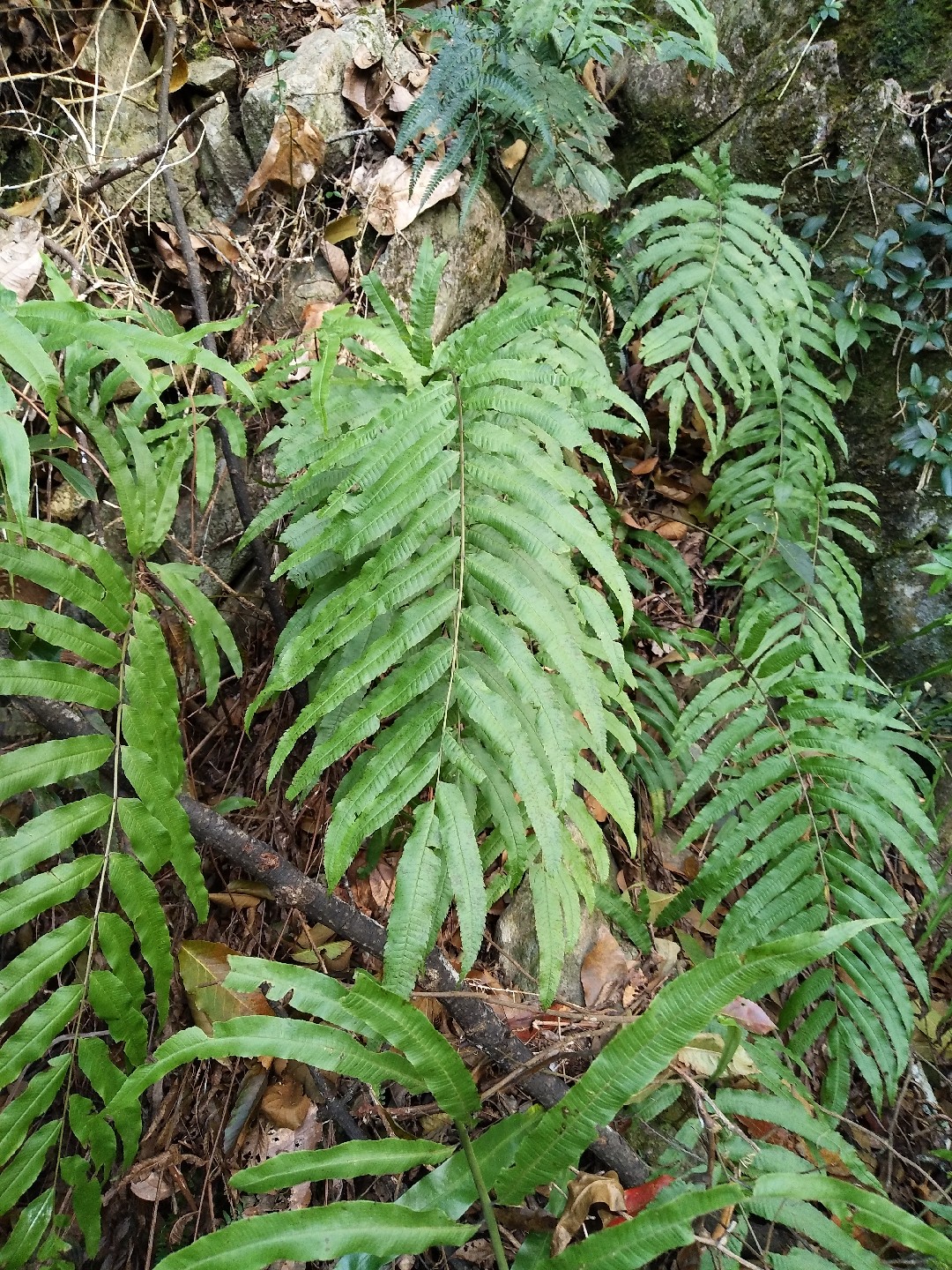 Pronephrium penangianum - PictureThis