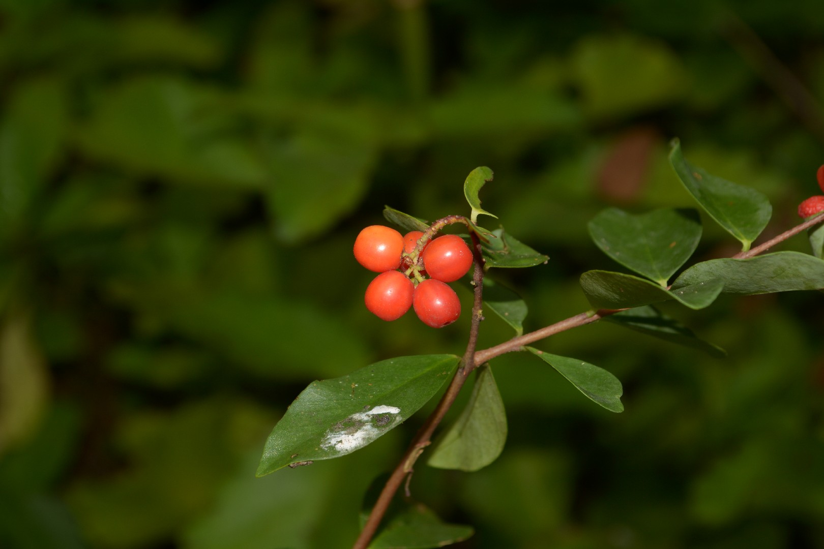 Tie bush (Wikstroemia indica) Flower, Leaf, Care, Uses - PictureThis