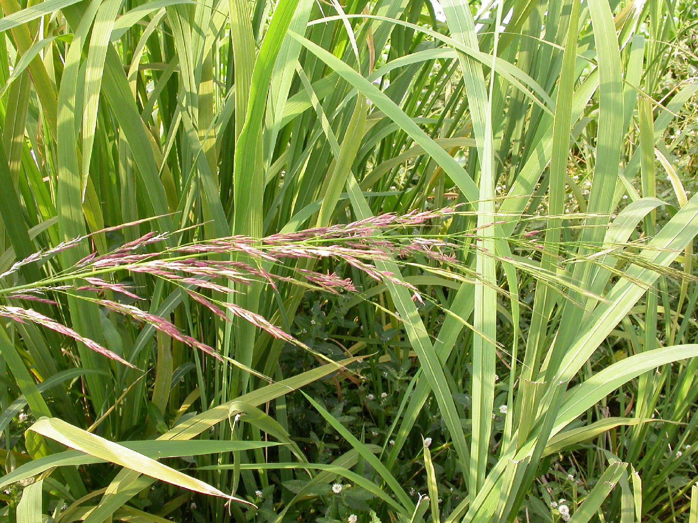 Riz sauvage de mandchourie (Zizania latifolia) - PictureThis