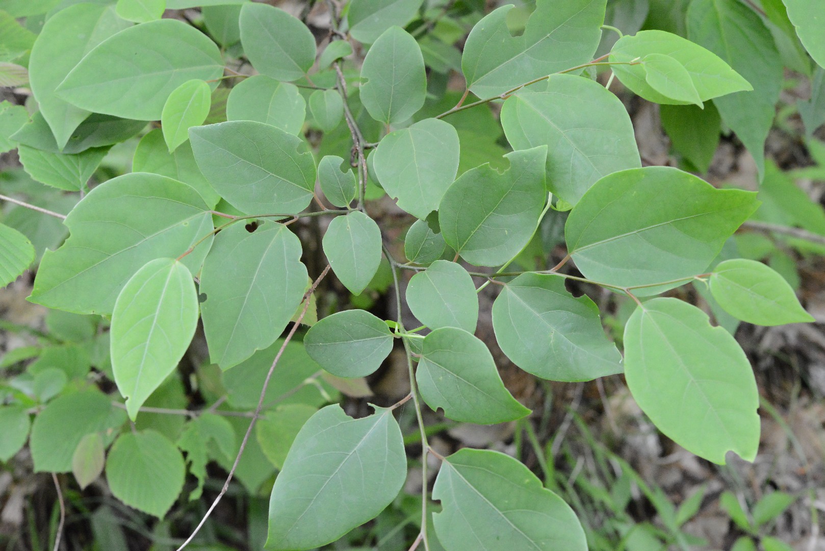 Mountain spicebush (Lindera reflexa) Flower, Leaf, Care, Uses - PictureThis