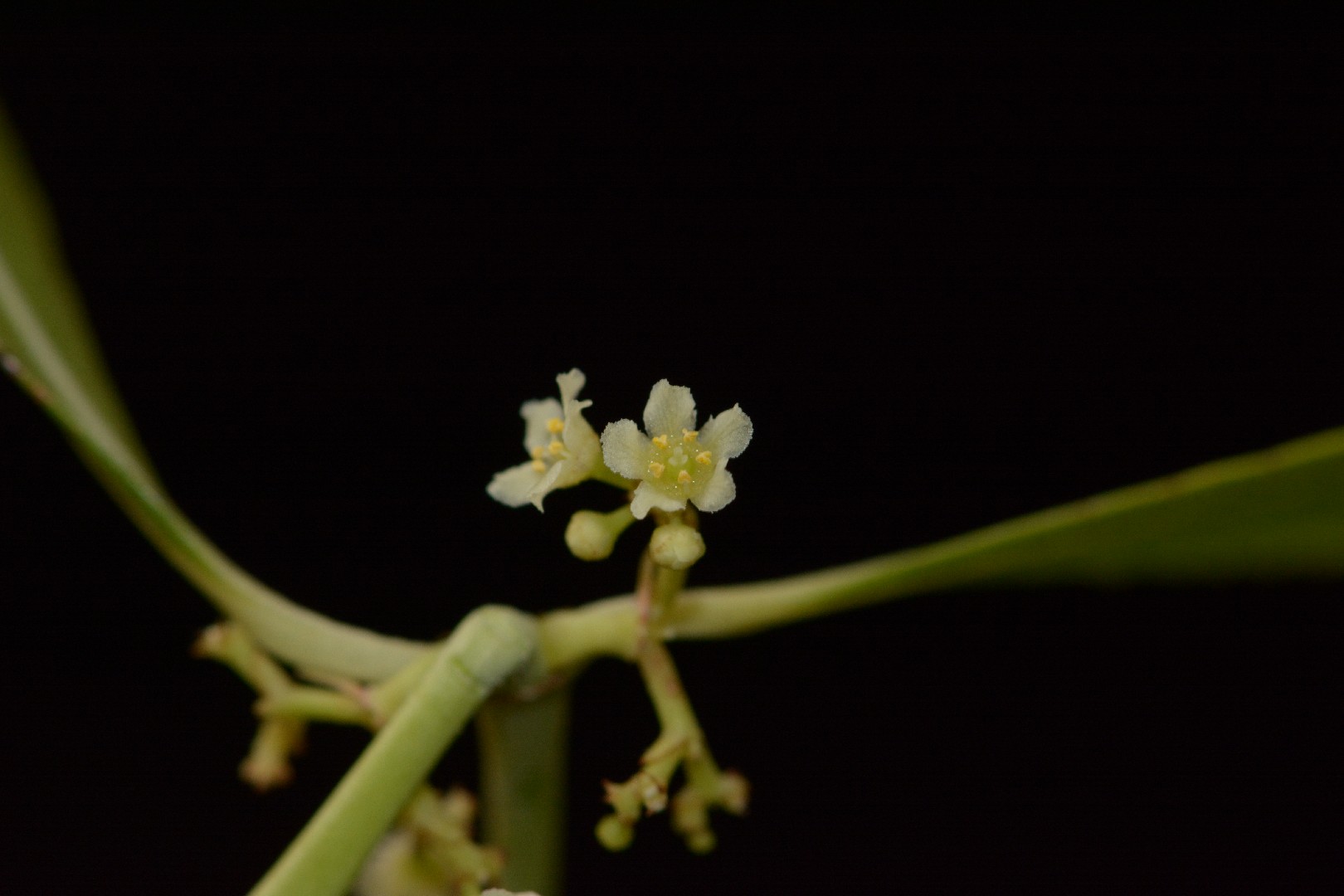 Catha Care (Watering, Fertilize, Pruning, Propagation) - PictureThis