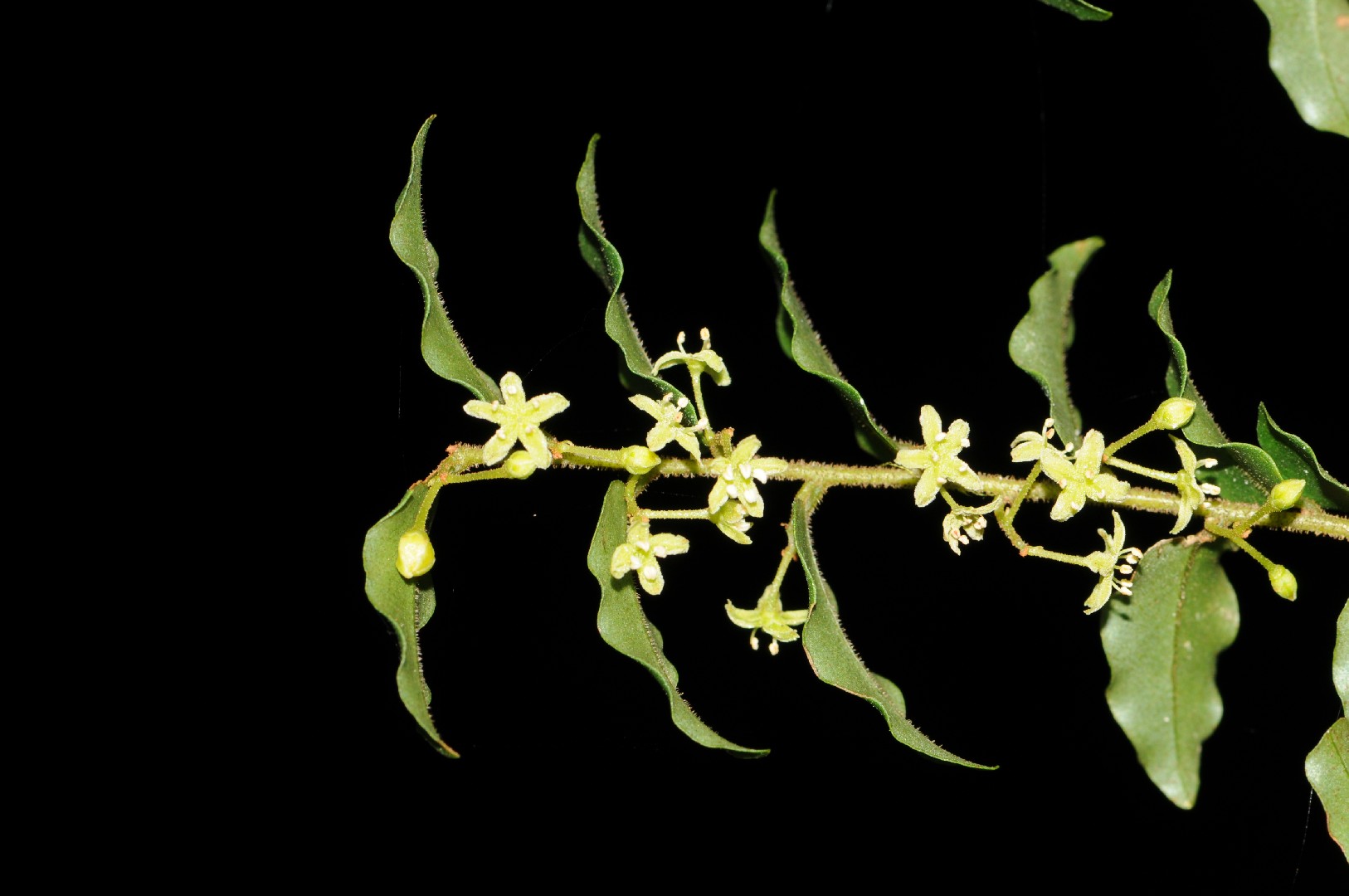 Embelia Care (Watering, Fertilize, Pruning, Propagation) - PictureThis