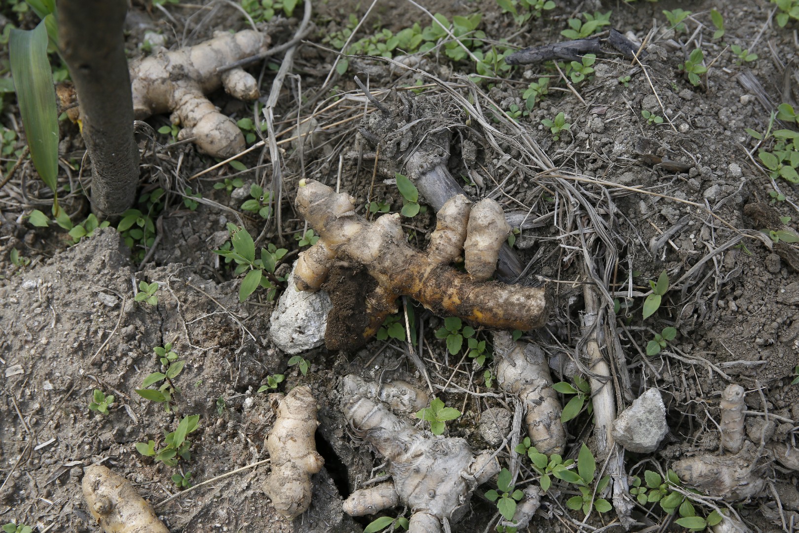 Curcuma aromatica - PictureThis