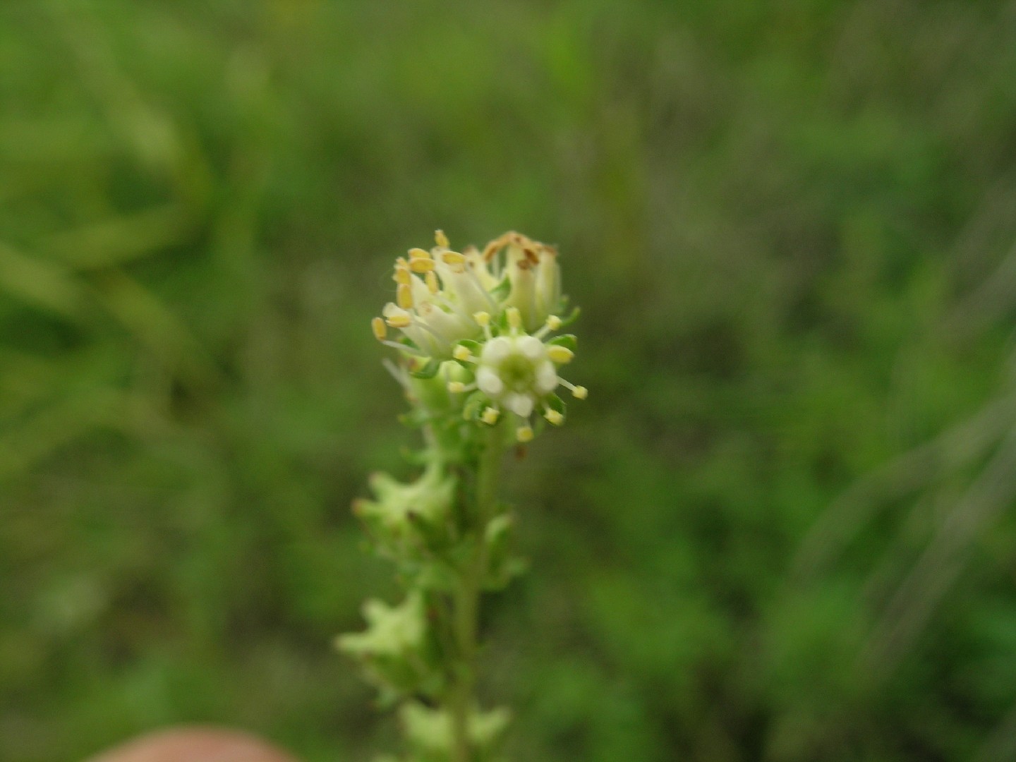 Penthorum chinense - PictureThis