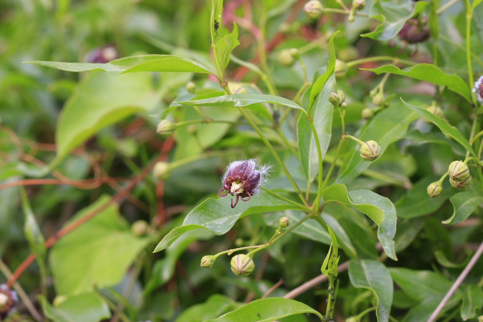 Periploca sepium - PictureThis