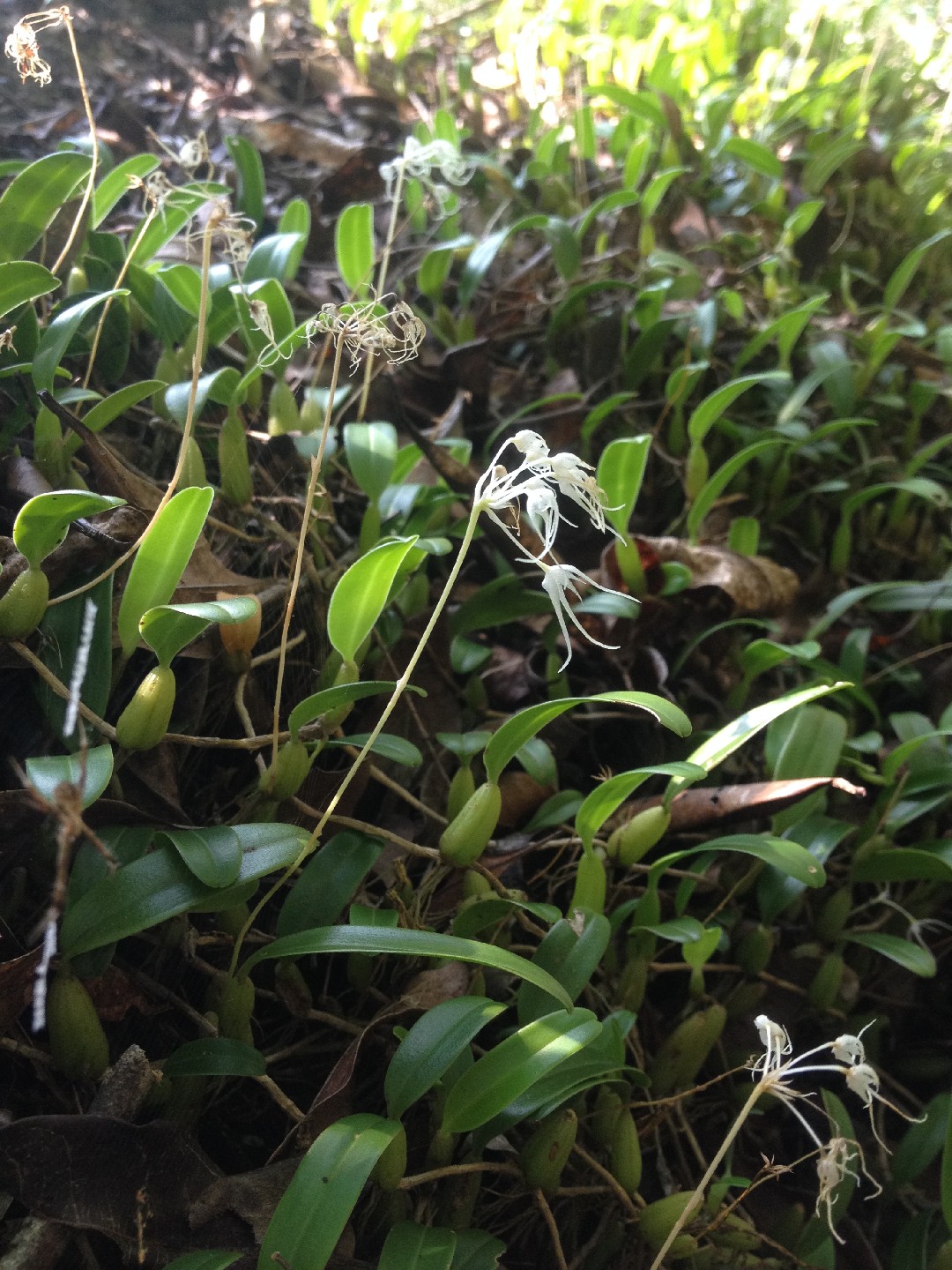 Kwangtung bulbophyllum (Bulbophyllum kwangtungense) Flower, Leaf, Care ...