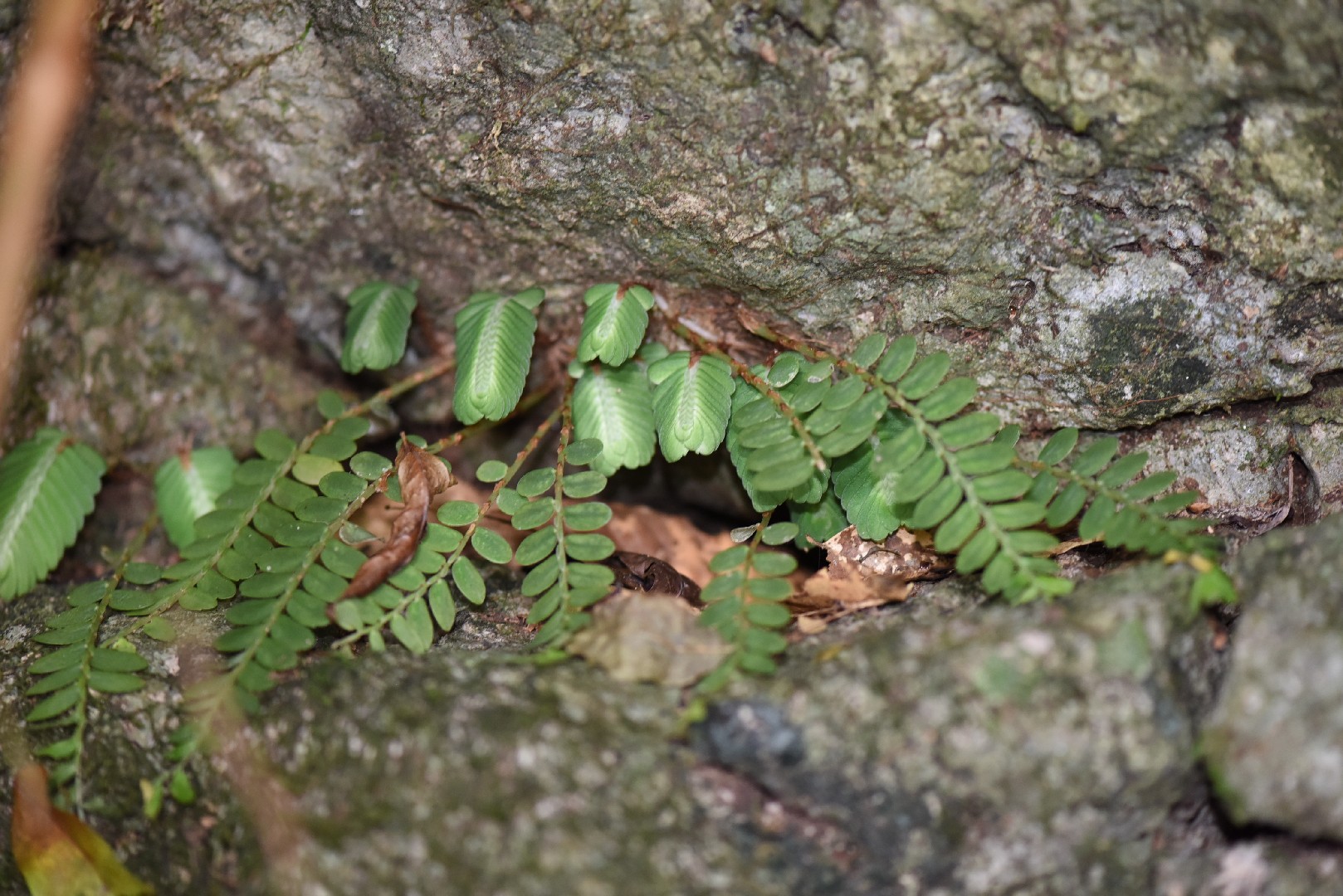 Elatostema Care (Watering, Fertilize, Pruning, Propagation) - PictureThis