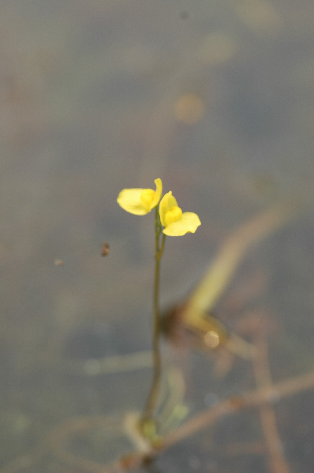 Utricularia aurea - PictureThis