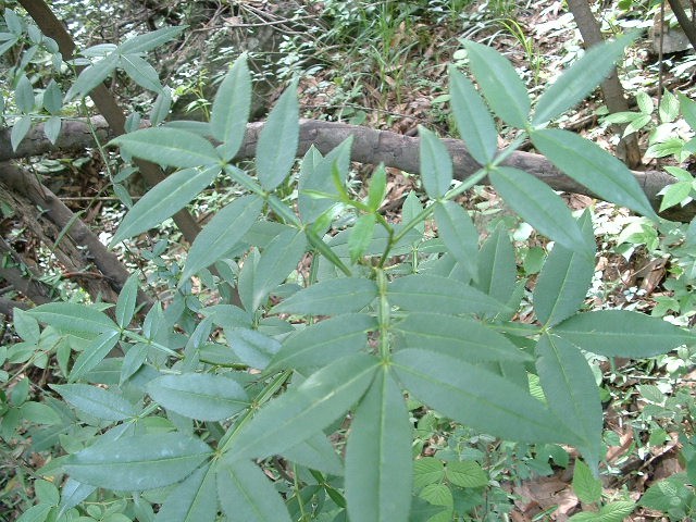 Zanthoxylum armatum - PictureThis