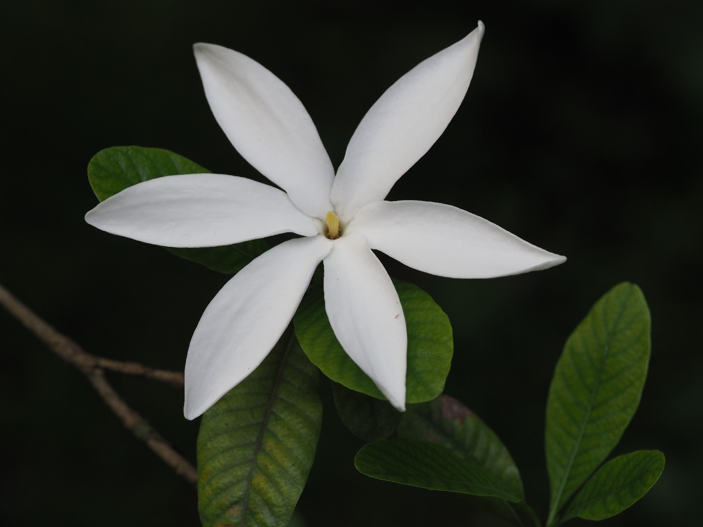 Gardenia scabrella - PictureThis