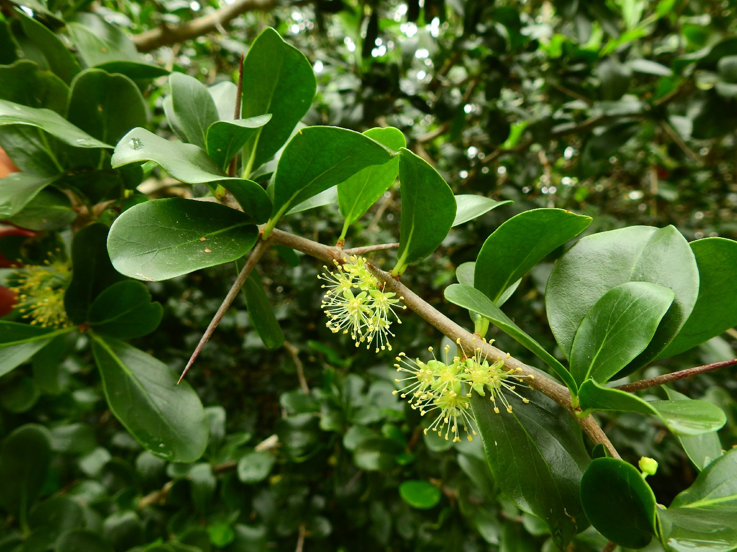 How long does wild apricot take to germinate? - PictureThis