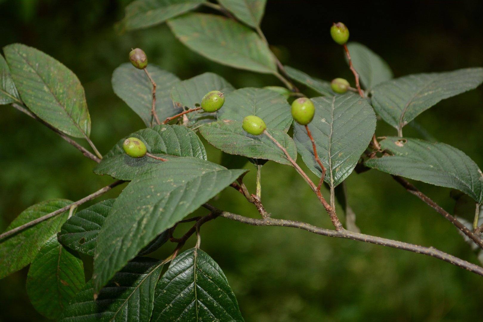 Sorbus folgneri - PictureThis