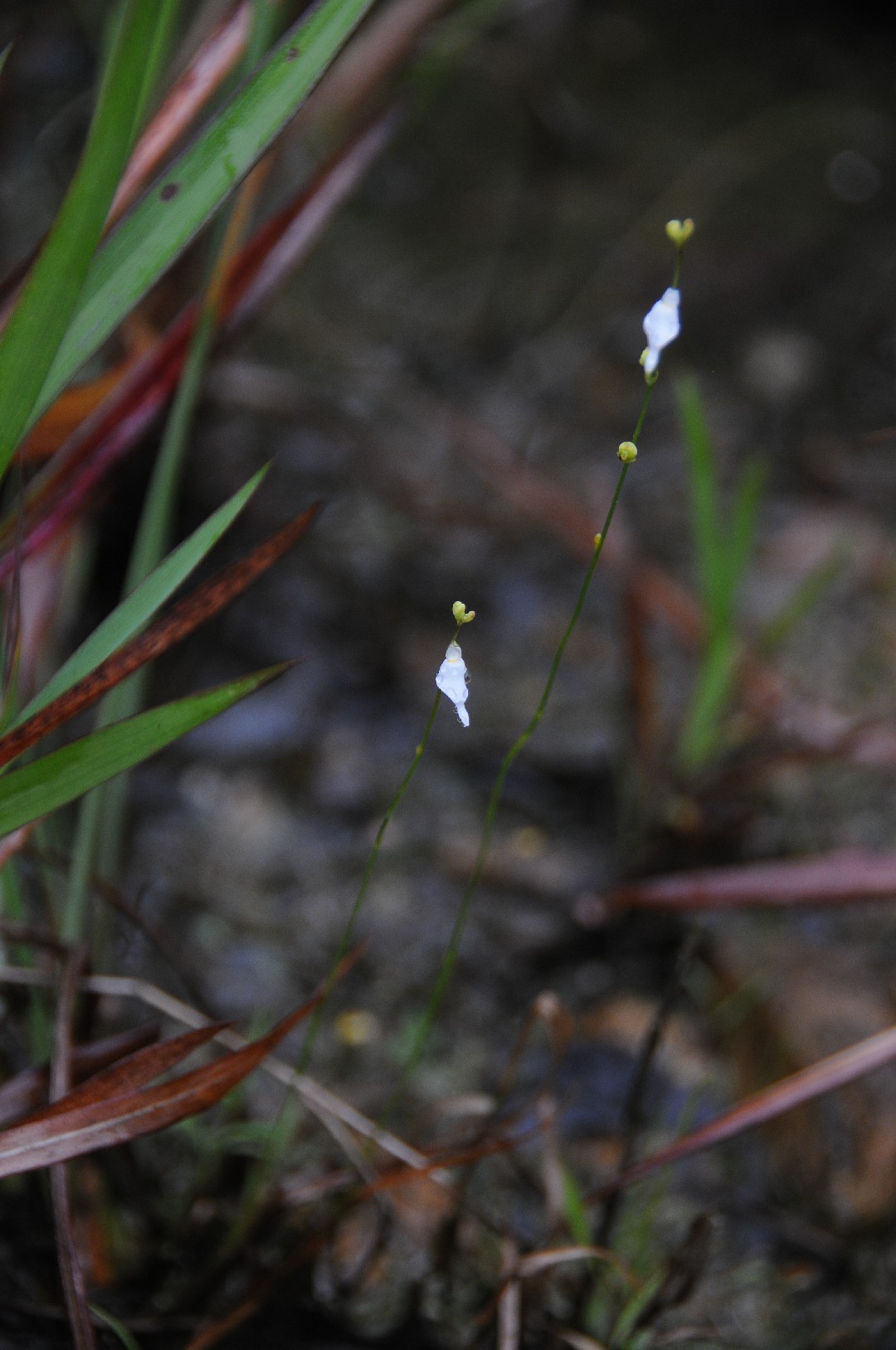 Blue bladderwort (Utricularia caerulea) Flower, Leaf, Care, Uses ...