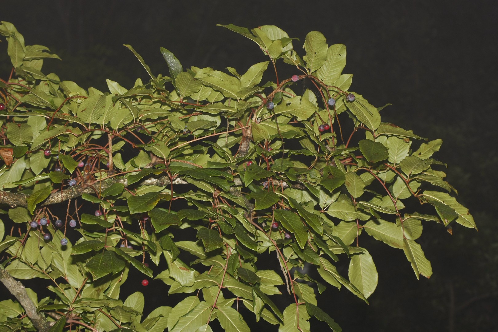 Meliosmas (Meliosma) - PictureThis