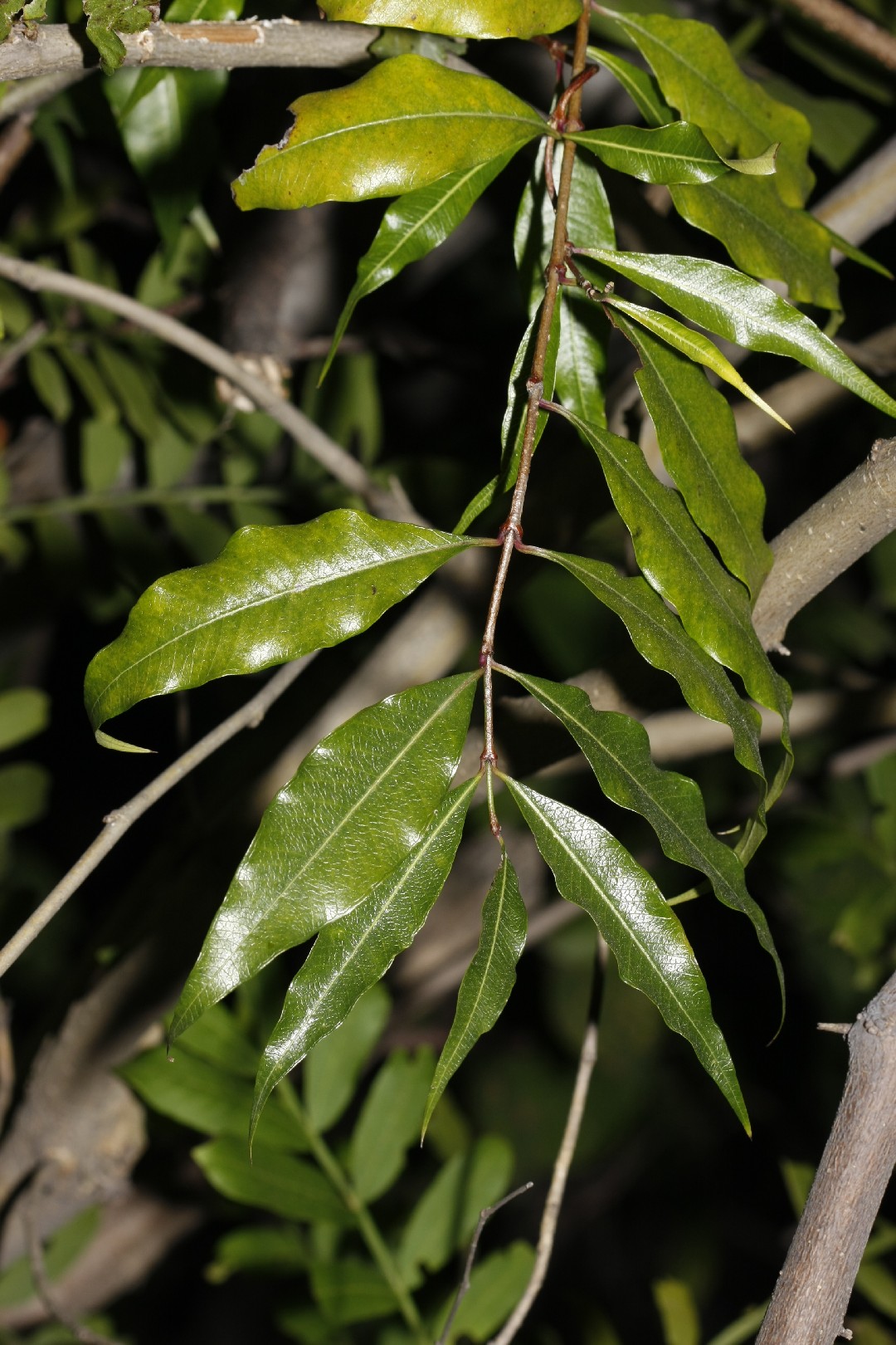 Periploca sepium - PictureThis