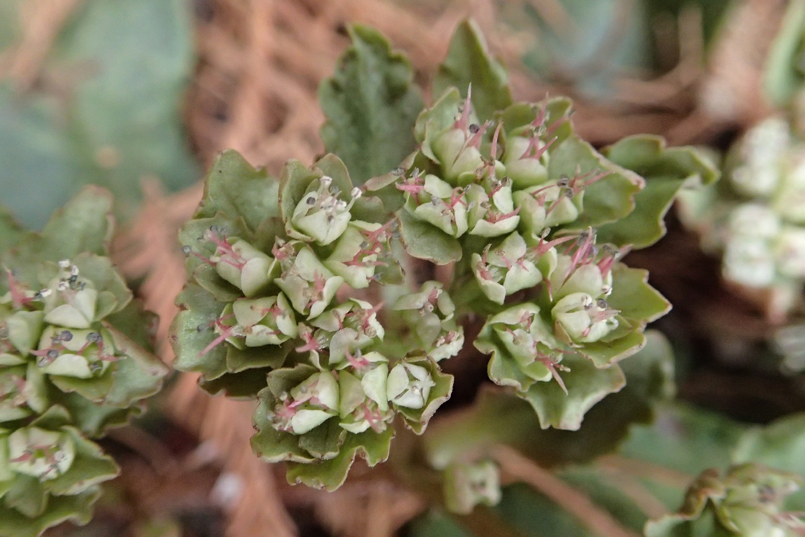 Chrysosplenium macrophyllum 花言葉，毒性，よくある質問 - PictureThis