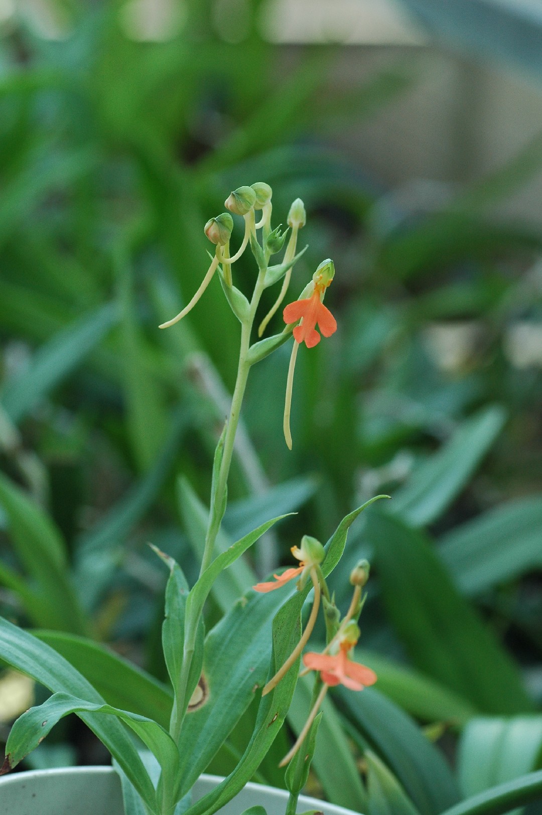 Habenaria rhodocheila - PictureThis