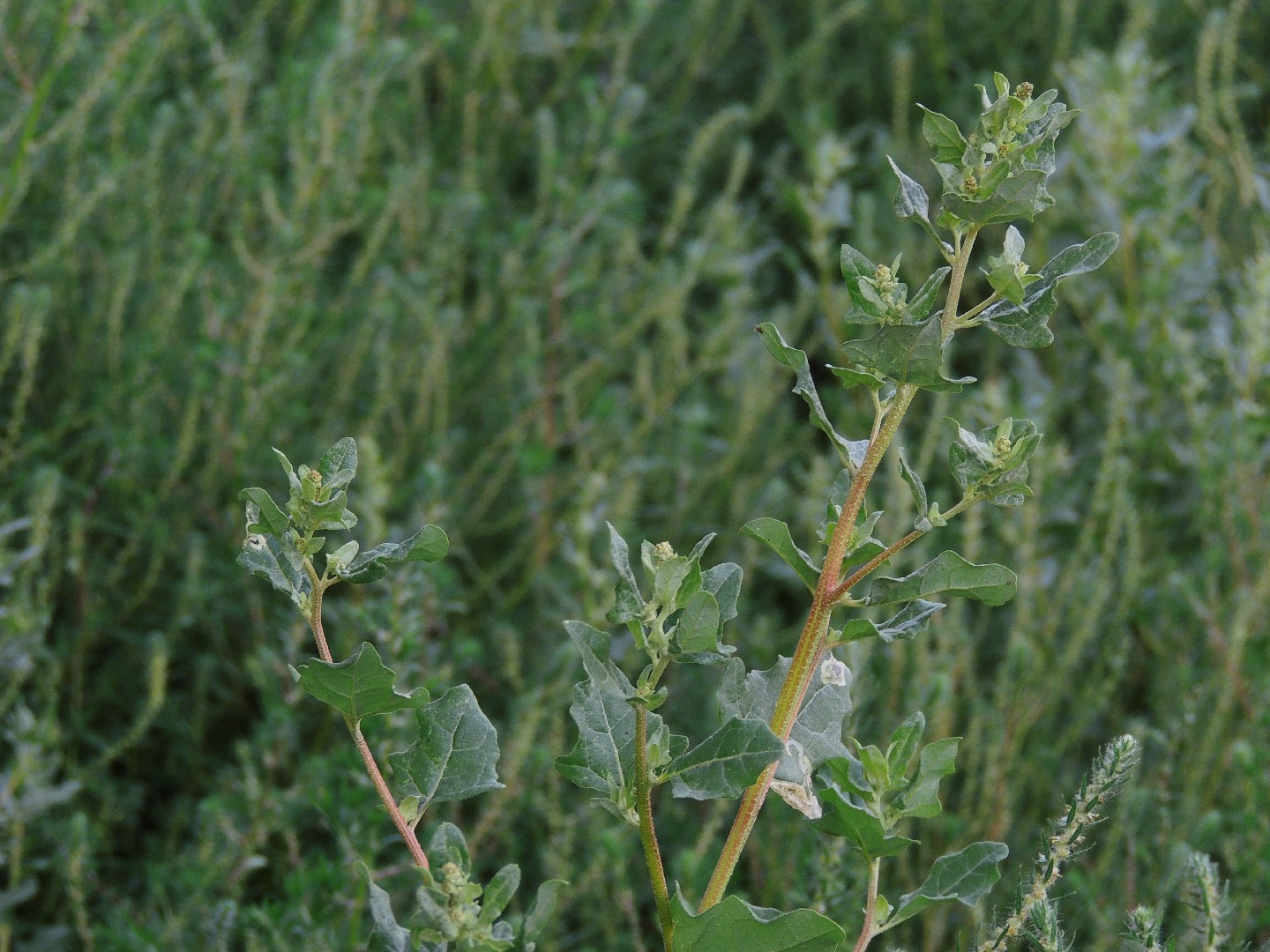 Atriplex sibirica 照顧，種植，繁殖，開花時間 - PictureThis