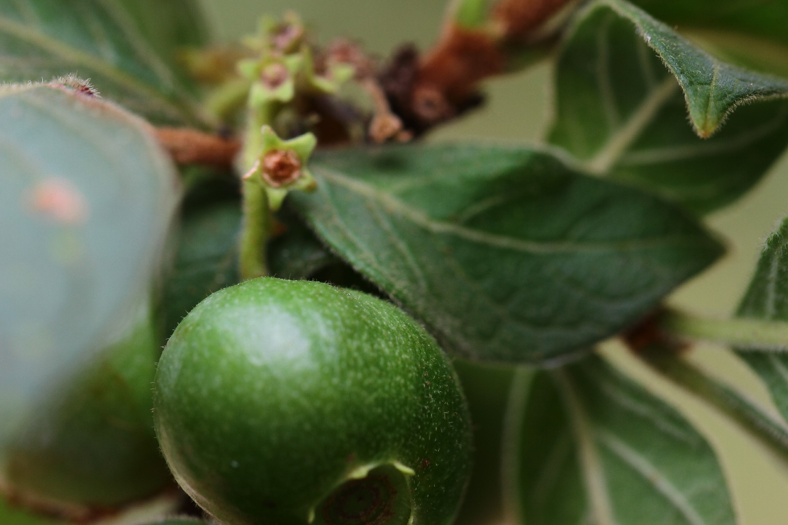 Vangueria infausta - PictureThis