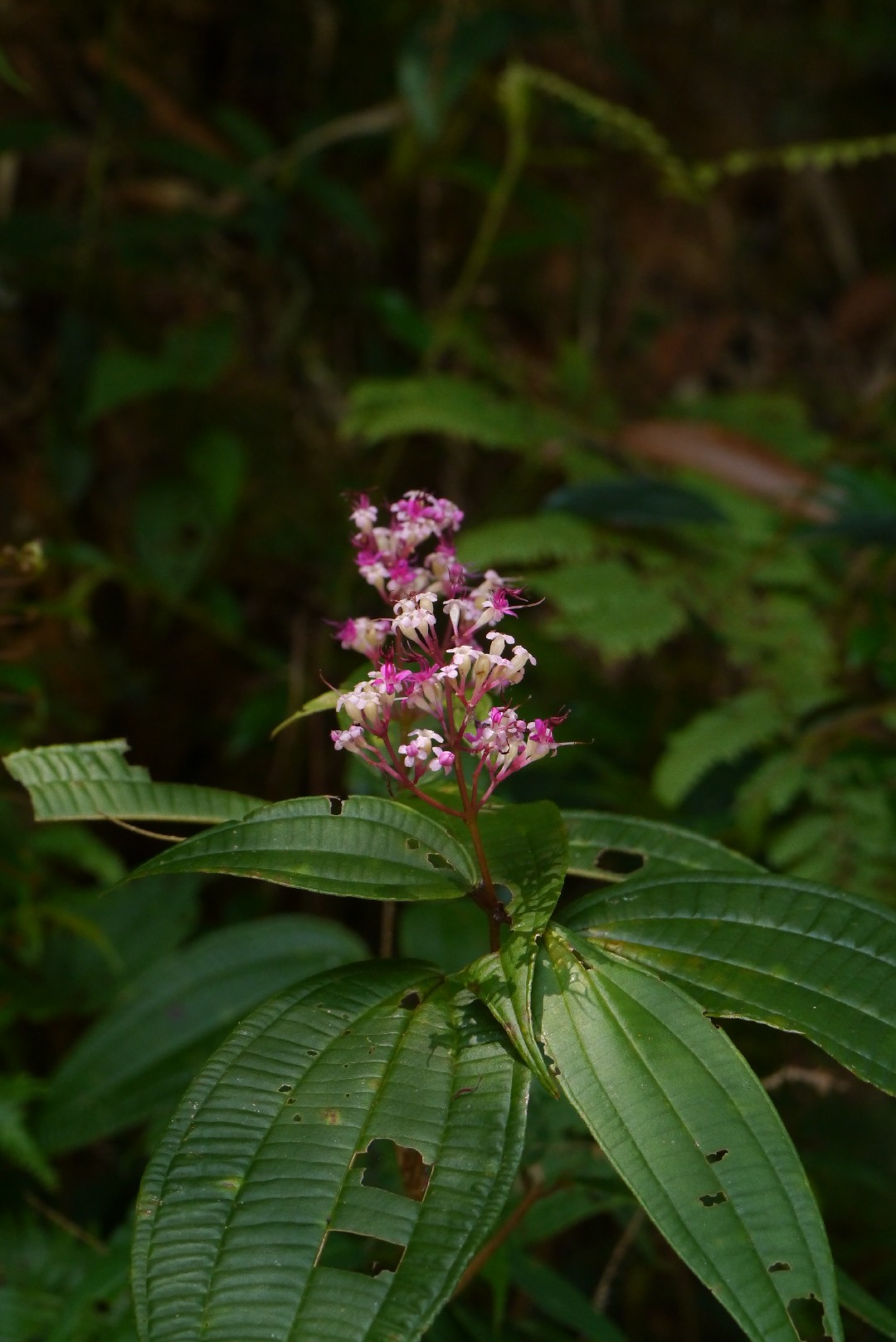 Blastus pauciflorus - PictureThis
